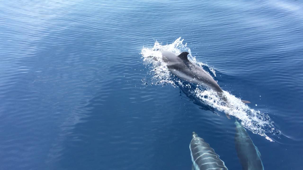 Avvistamento Delfini - Jonian Dolphin di Taranto Progetto Break the ...