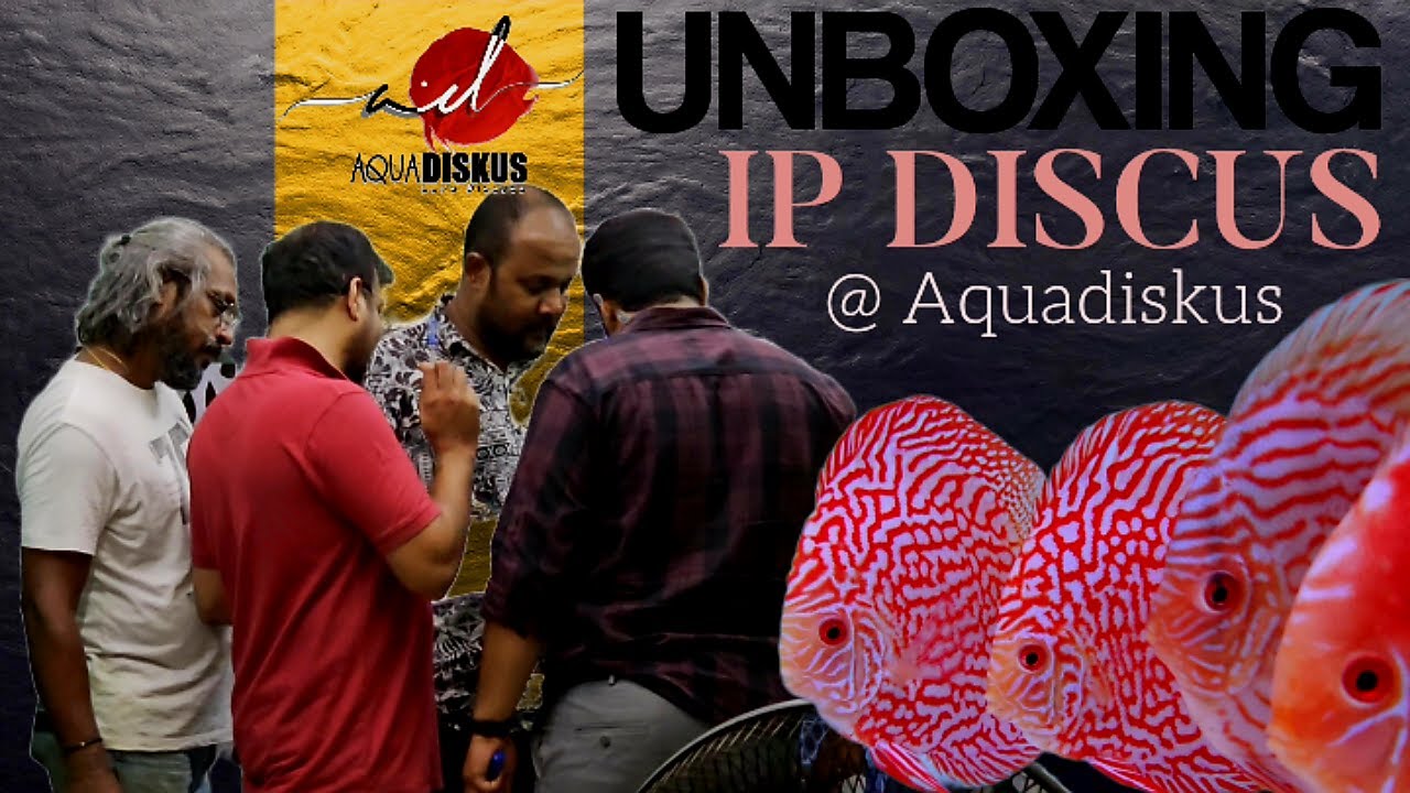 Unboxing world's best discus | IP DISCUS | Anil D'Souza | Aquadiskus ...
