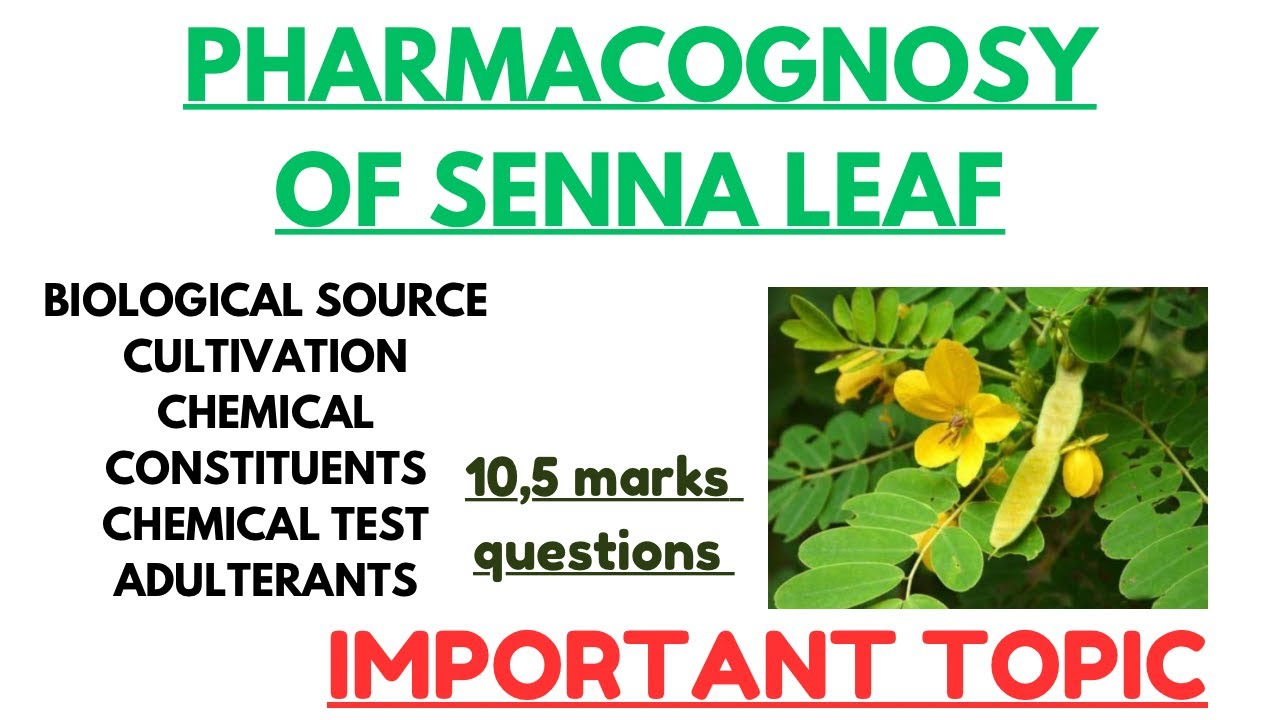 Pharmacognosy of Senna Leaf|Indian Senna|Cultivation|Chemical test ...