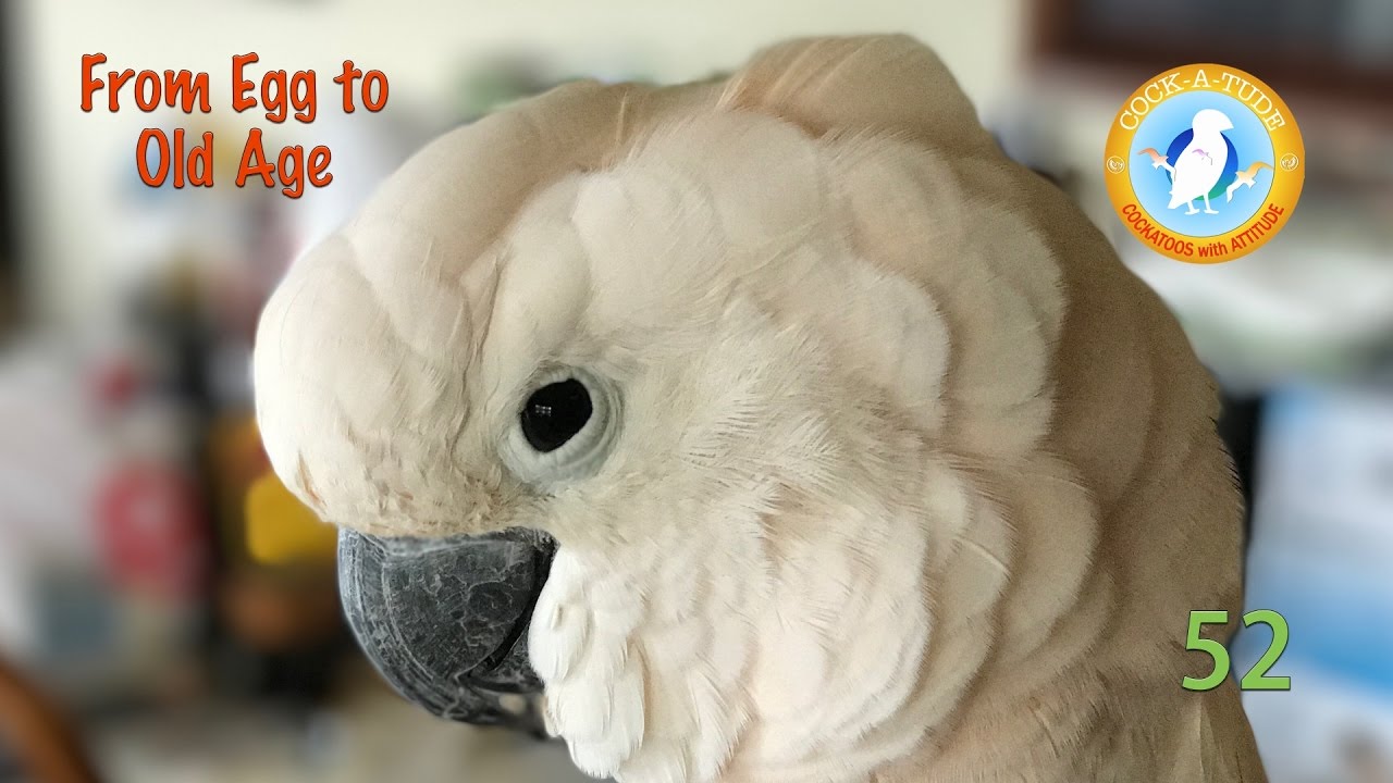 From Egg to Old Age | Ep.52: The Stages of a Parrot's Life | Cockatude ...