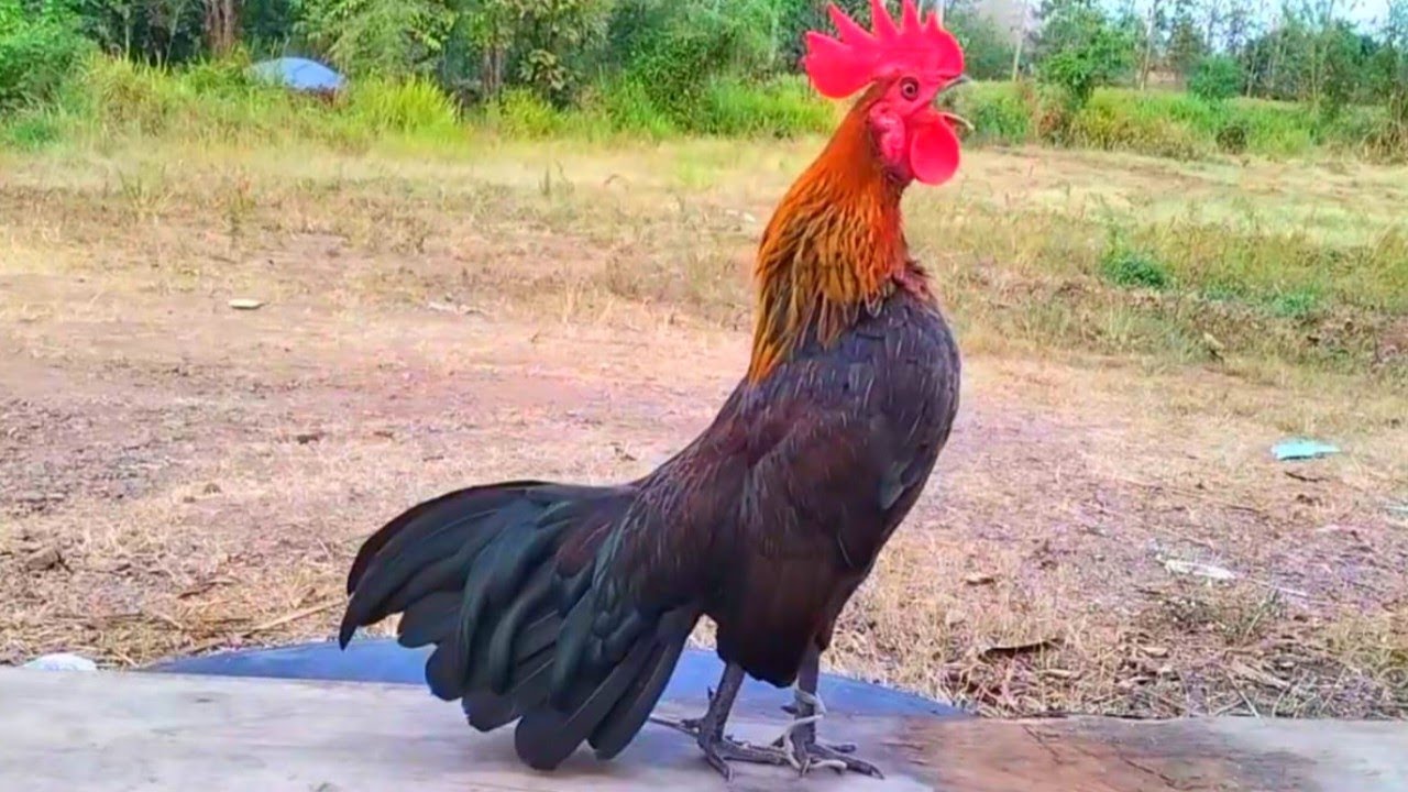 longest rooster crow - YouTube