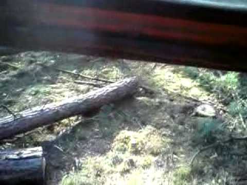 MTS 80 Belarus beim Baumstämme Rausziehen 1