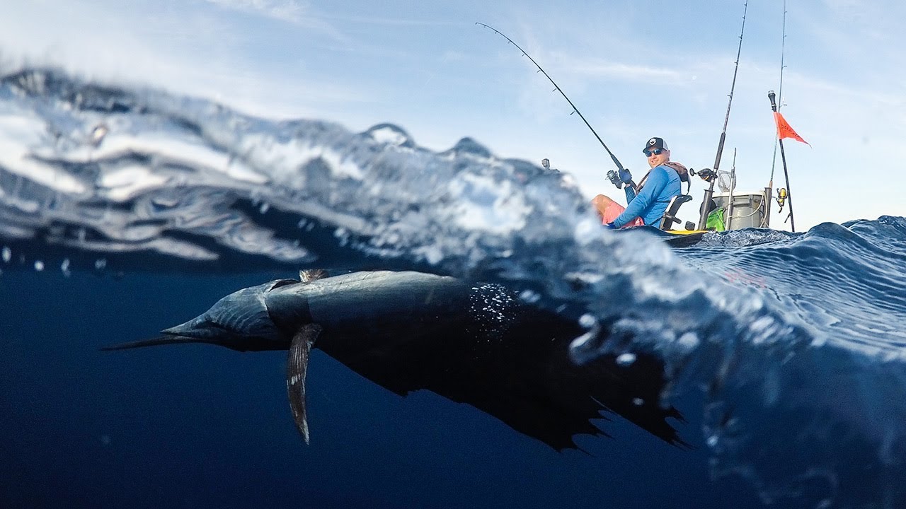 Annual Sailfish Migration Southeast Florida - YouTube