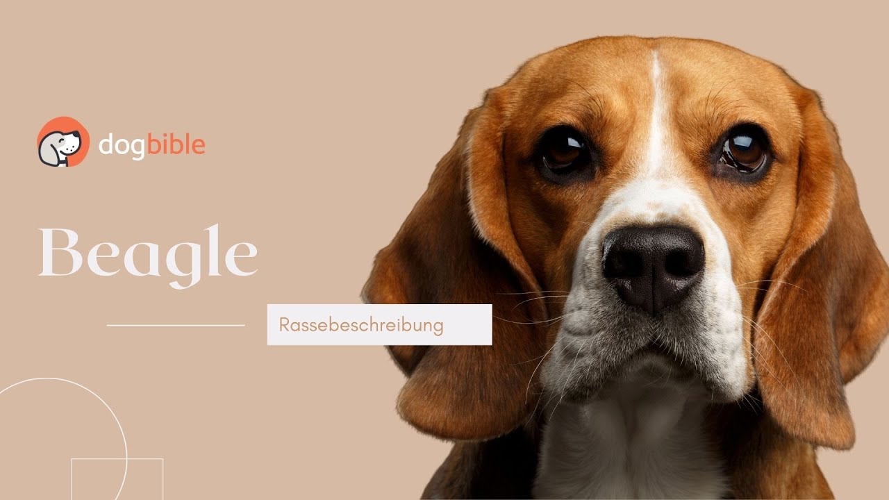 Beagle 🐶Fakten und Wissenswertes zum Familienhund & Jagdhund - YouTube