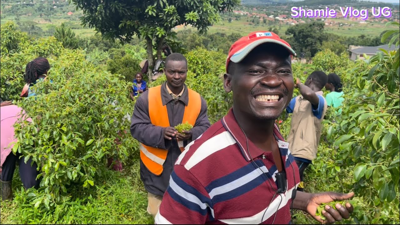 How Ugandan farmers Secretly make Millions selling MIIRA (Khat) In ...