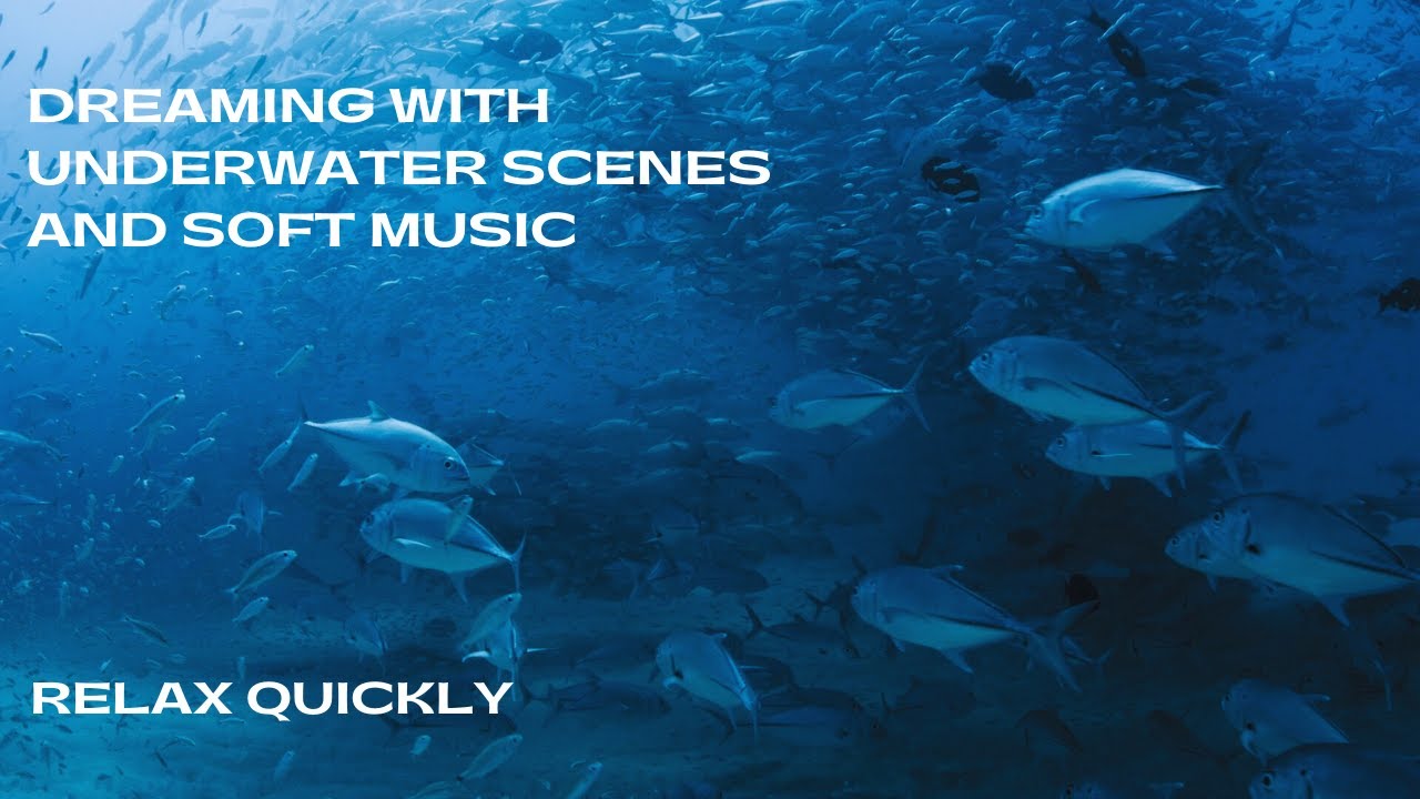 8 Hours Coral Reef & Fish Shoal Meditation : Underwater Scenes with ...