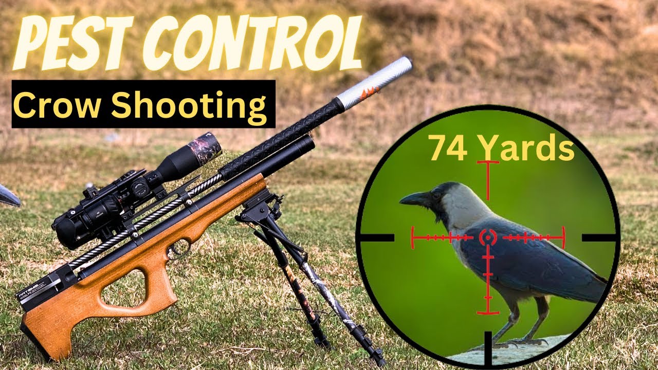 Crow Shooting with Artemis p15 airgun | Pest Control | Bird Hunting ...