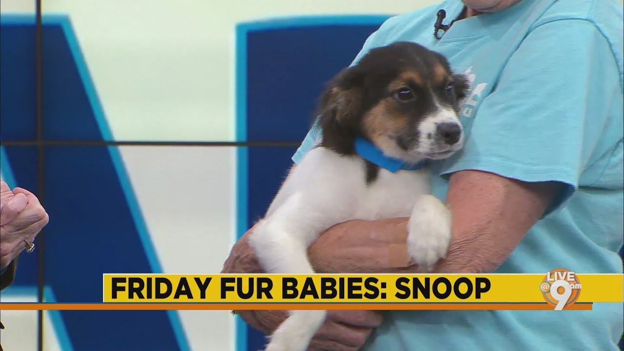 Friday Fur Babies: Meet Snoop - YouTube