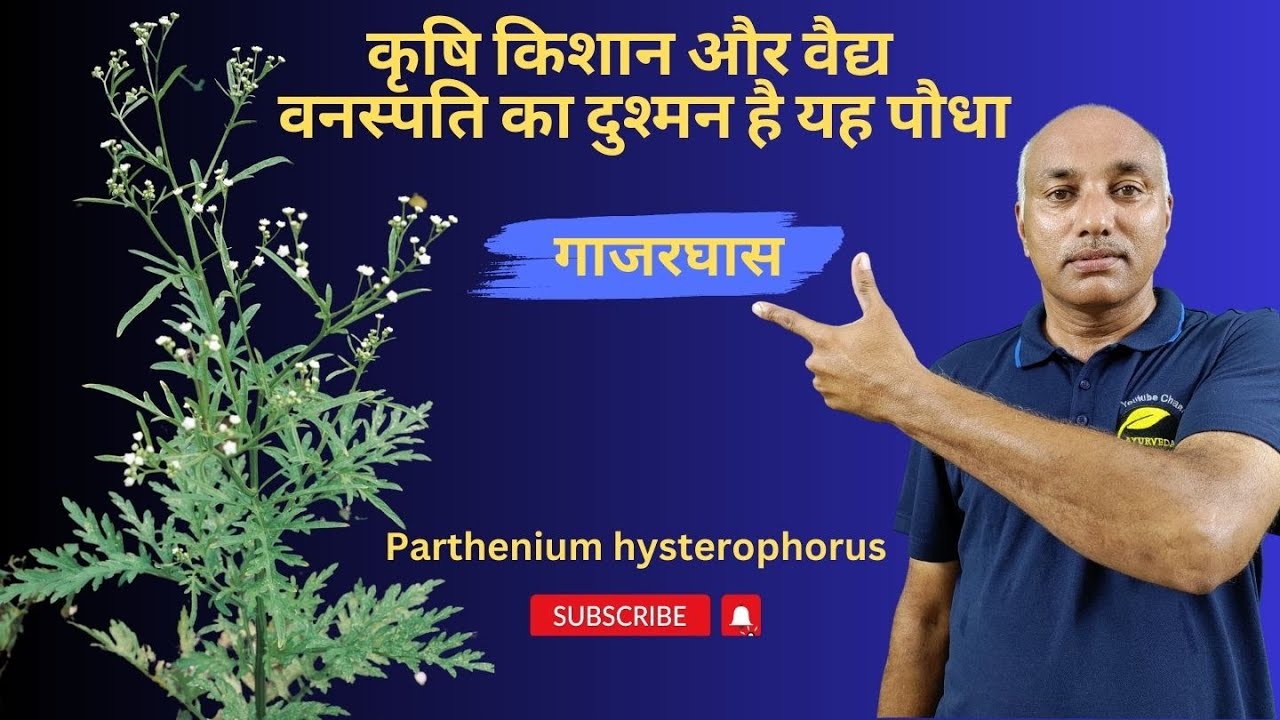 Gajar ghas | गाजरघास | Parthenium hysterophorus | Ayurveda Amrutam ...