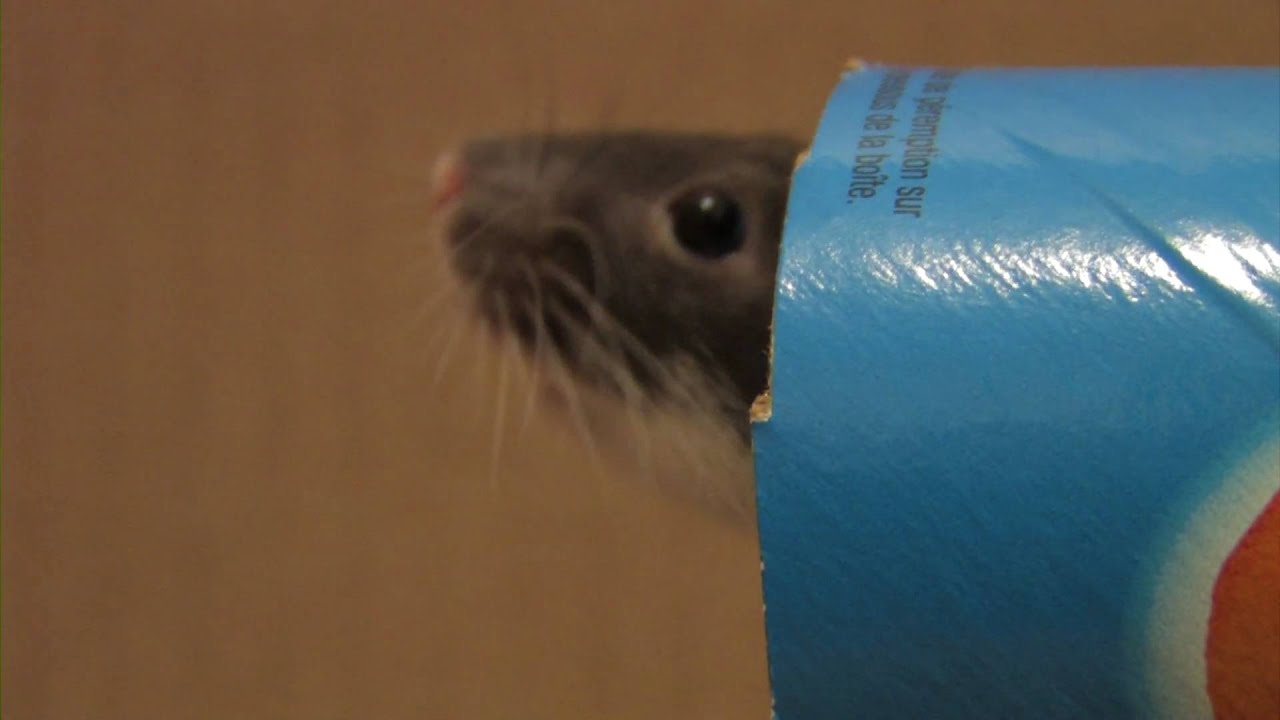 Rat Playpen Timelapse - YouTube