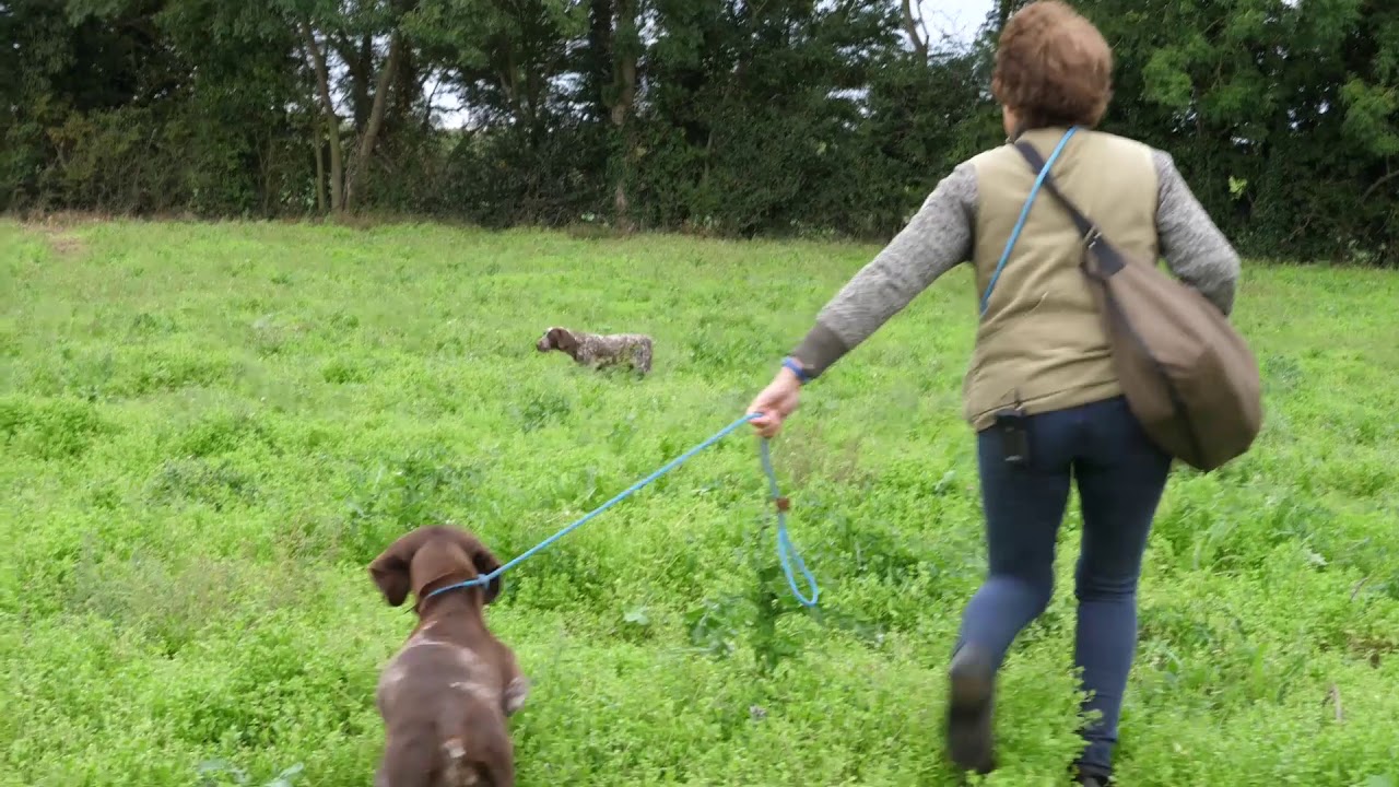 German Shorthaired Pointer Hunting a headwind. Learn to read your dog ...