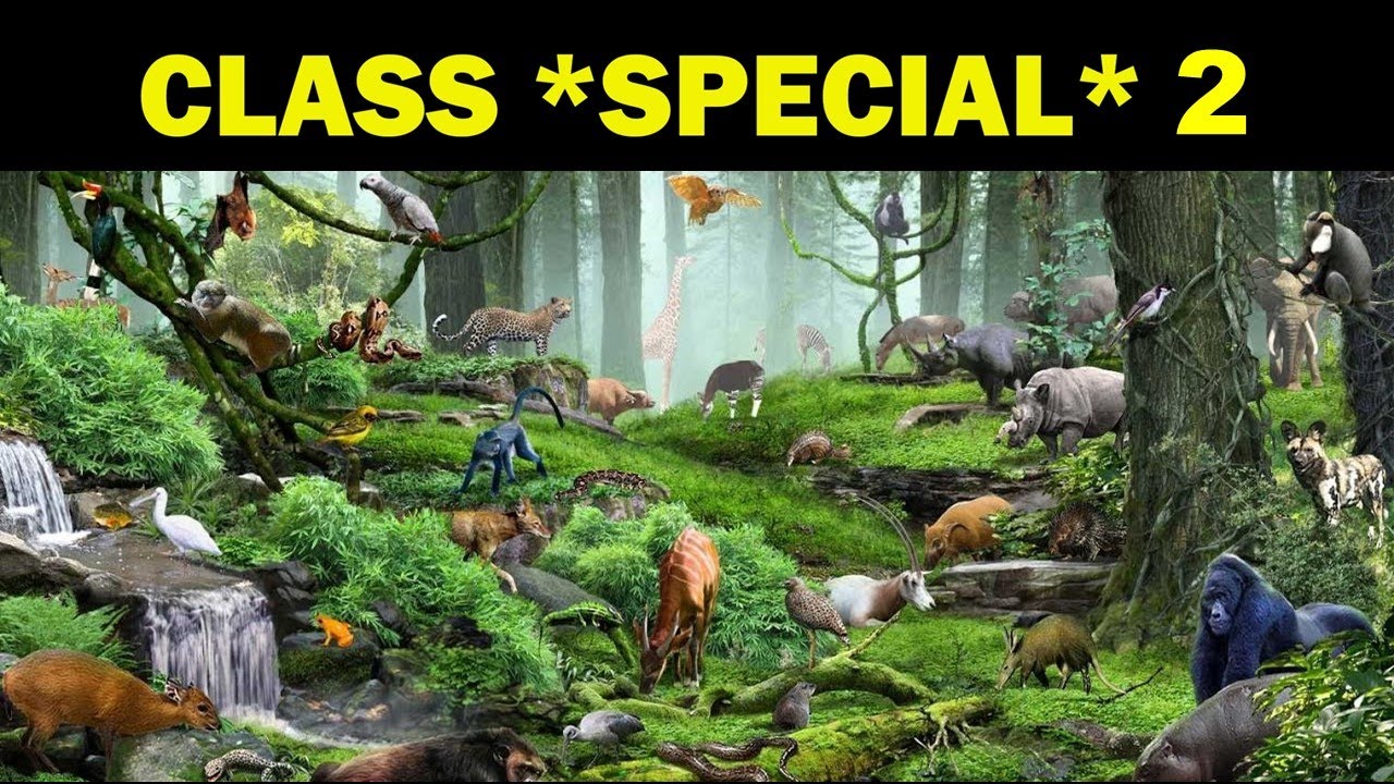 Role of Animals & Elements of Nature - YouTube