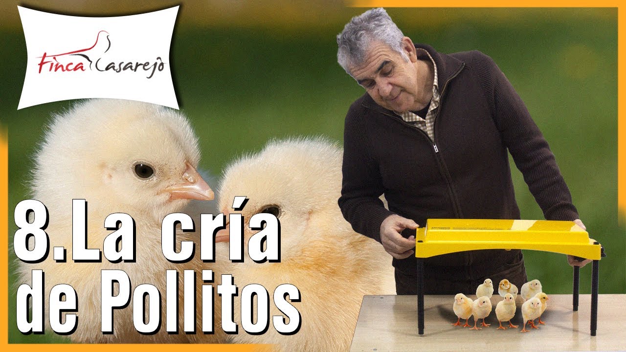CRÍA de POLLITOS 🐥 en los Primeros Días. Cap VIII - YouTube