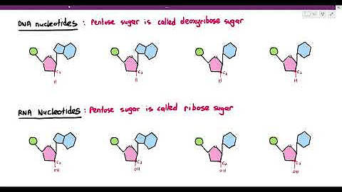 Cambridge AS & A Level Biology Chapter 6: Nucleic Acids and Protein ...