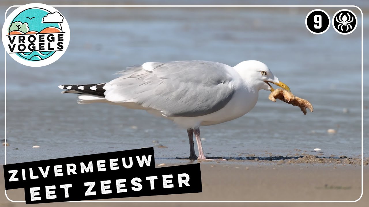 Zilvermeeuw eet zeester | Zelf Geschoten | Vroege Vogels - YouTube