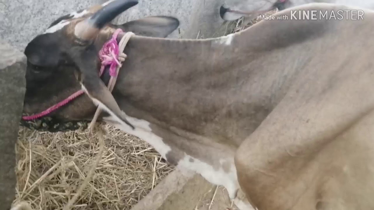Amrit Mahal cows milking 4 litres a day - YouTube