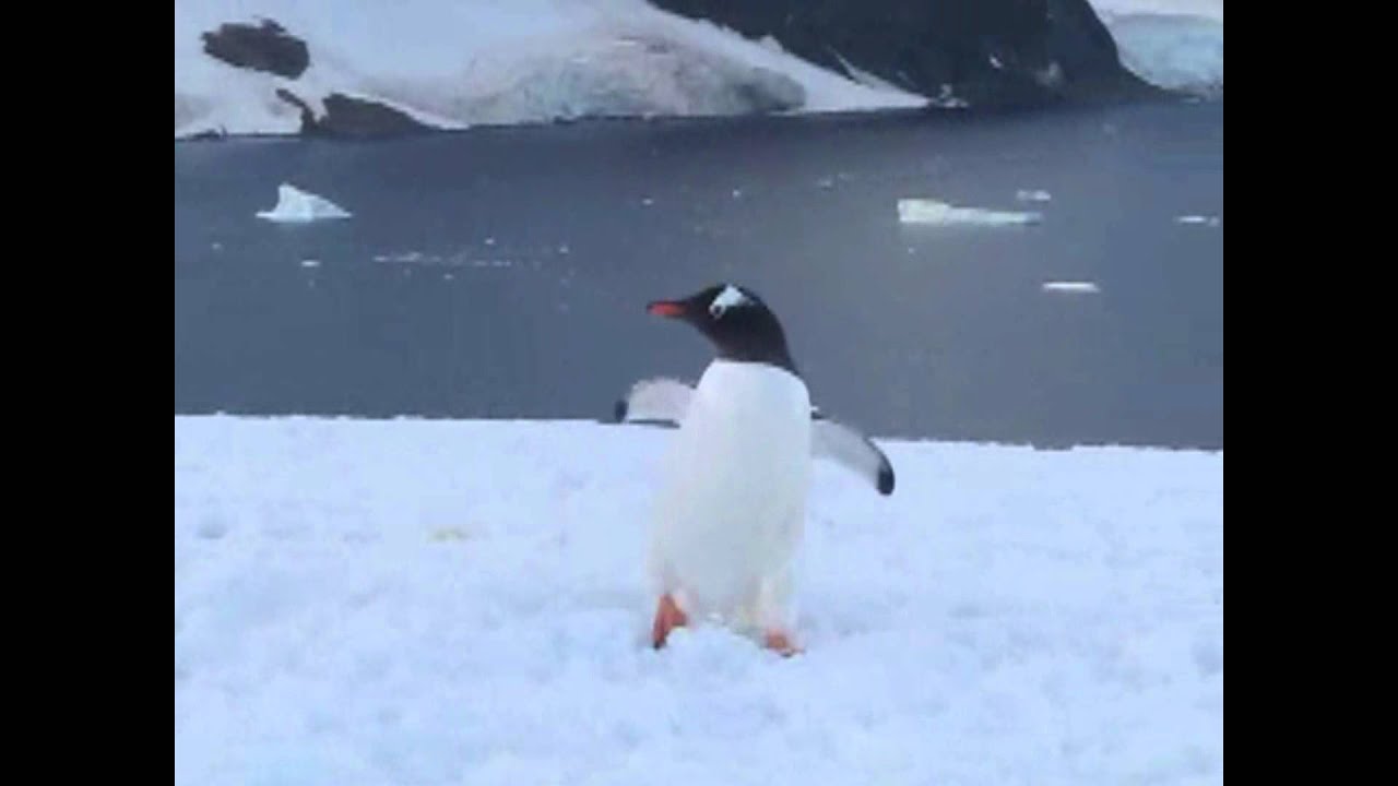 Swag Penguin ! - YouTube