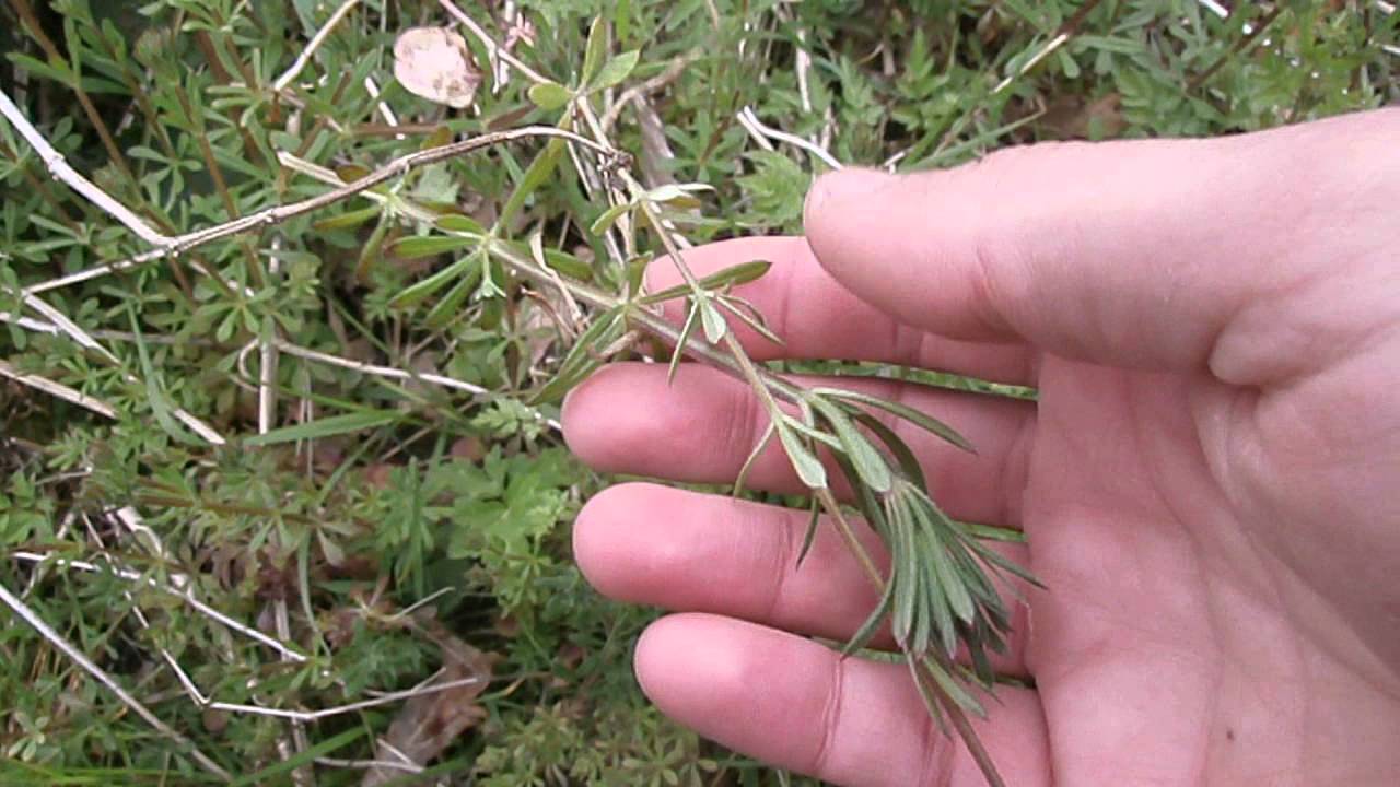 goose weed or sticky weed aka Cleavers - YouTube