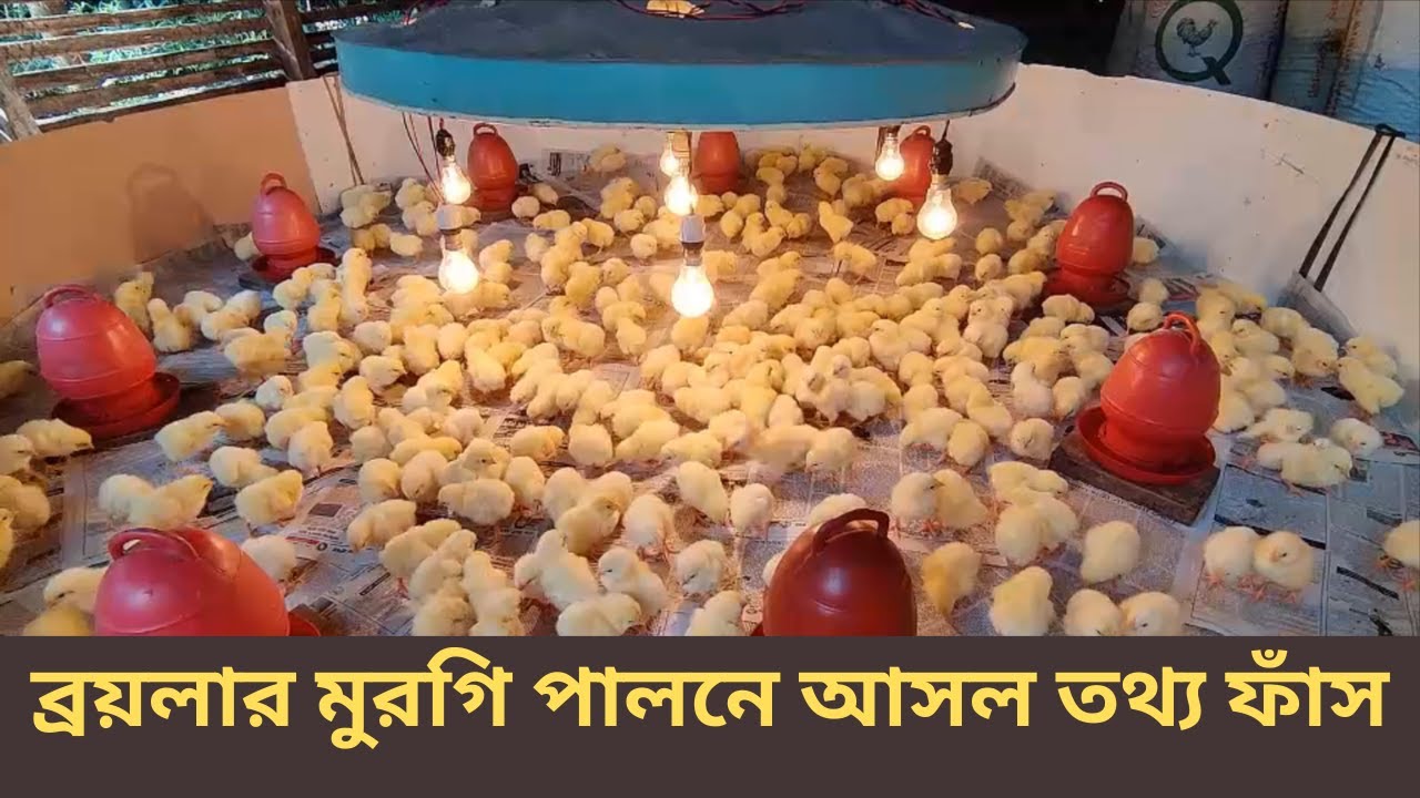 ব্রয়লার মুরগি পালনে আসল তথ্য ফাঁস 2023 - polti murgi farm business ...