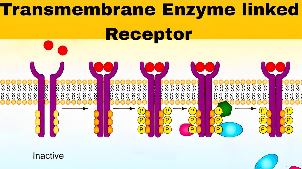 Part - 2 Transmembrane Enzyme Linked Receptor 💊 | #receptores # ...