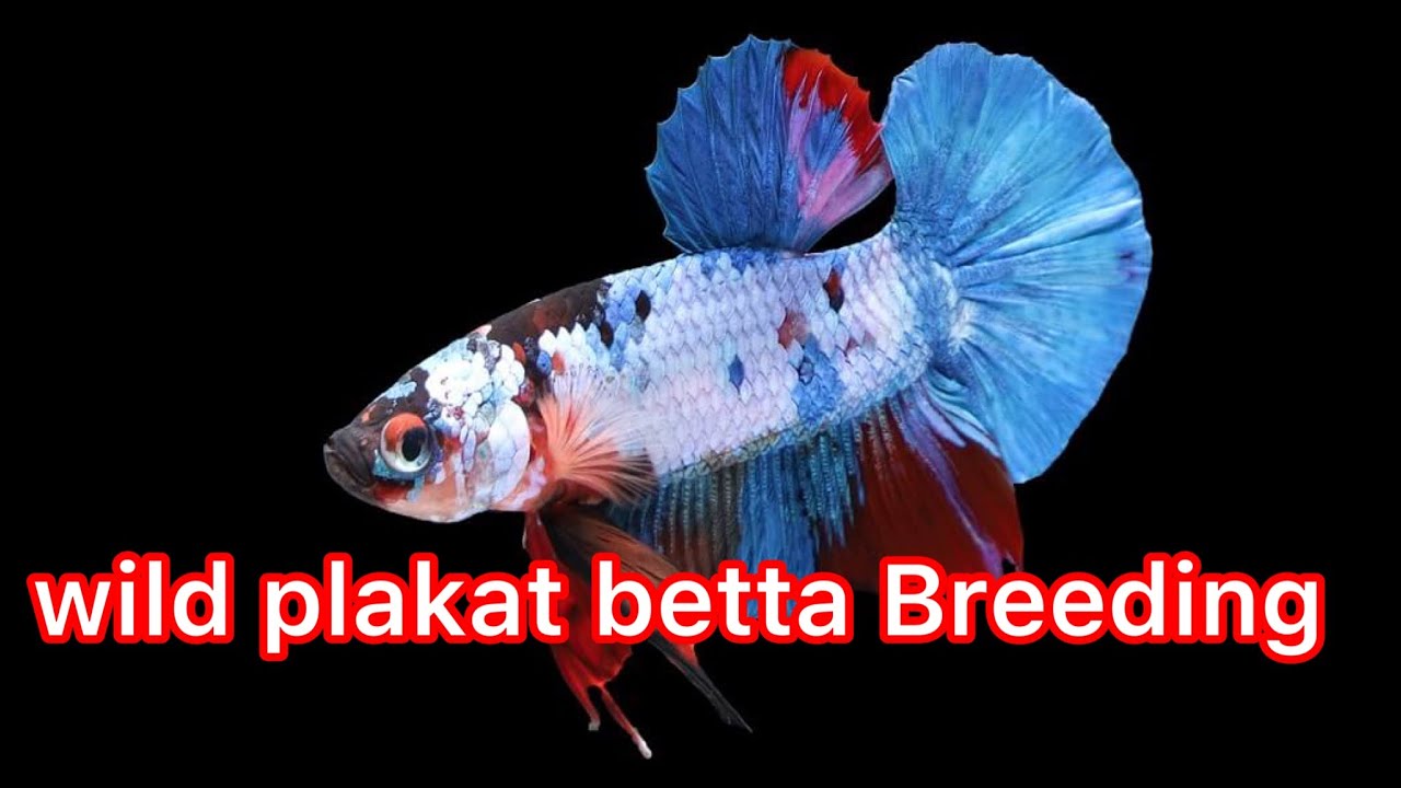 2 pairs of wild plakat betta breeding setting fish #bettafish #fish # ...