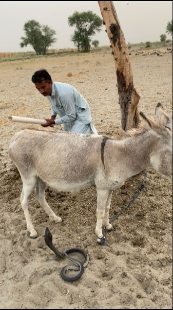 snake on a donkey - YouTube