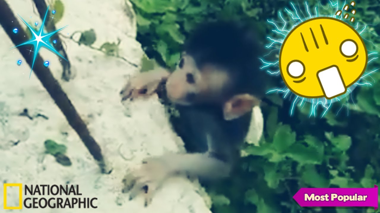 Baby Monkey Fall Down Help" - YouTube