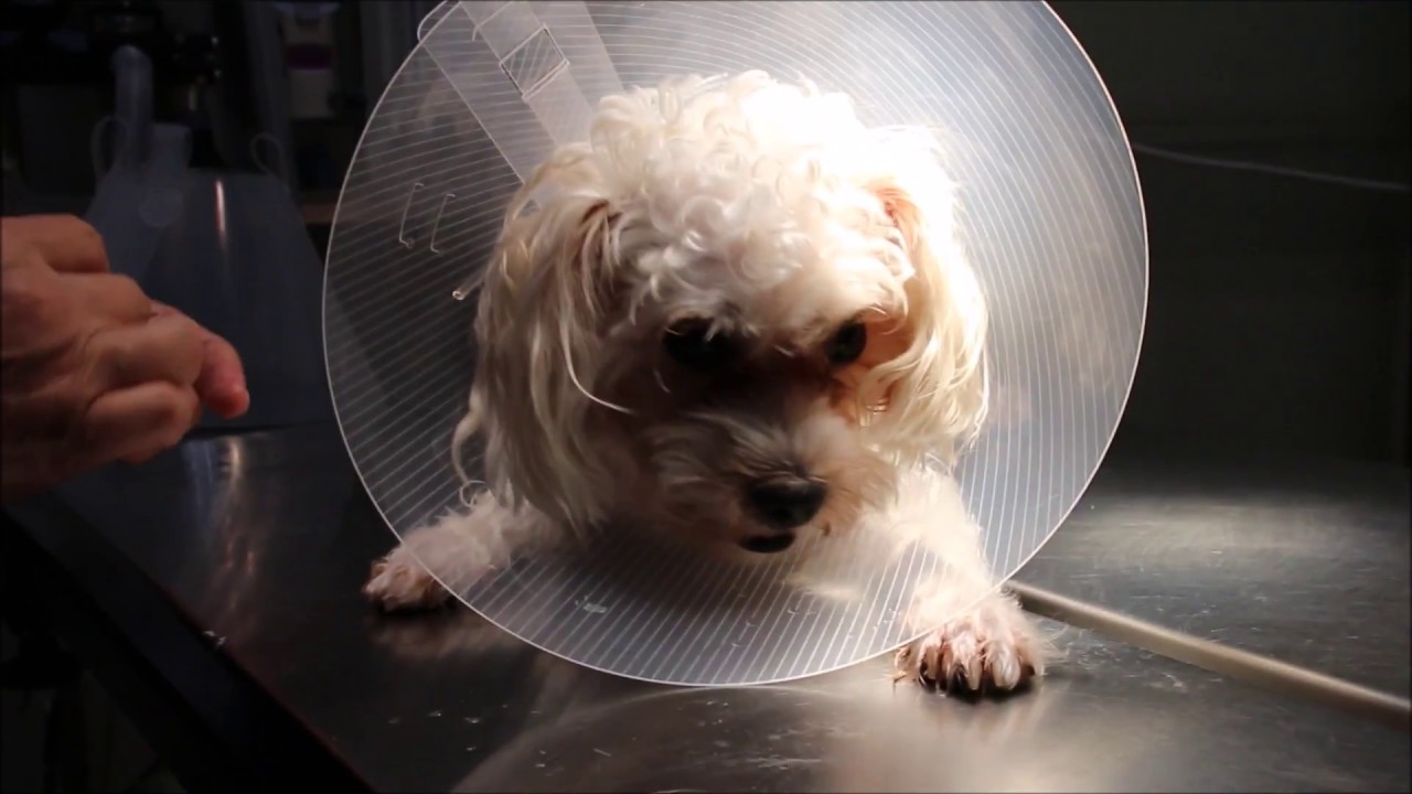 Final Video: How to spay a female dog with the minimal skin incision ...