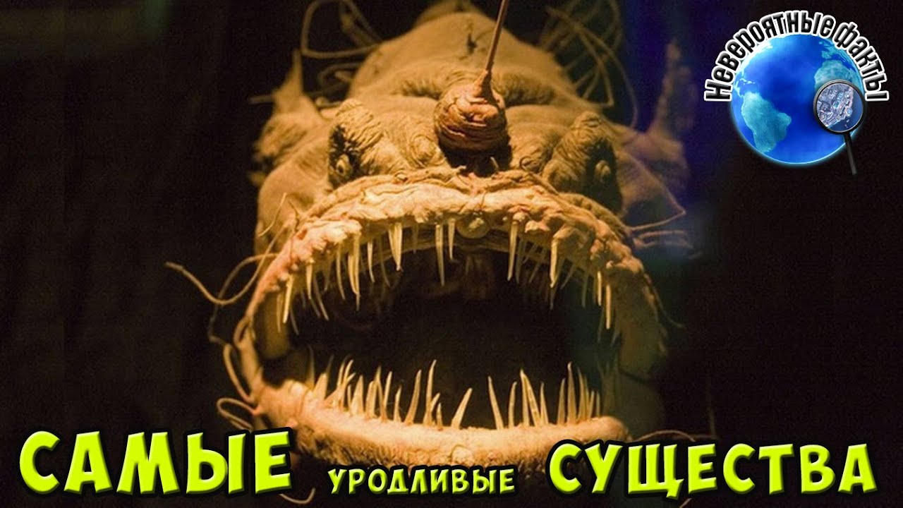 САМЫЕ УРОДЛИВЫЕ СУЩЕСТВА НА ПЛАНЕТЕ Youtube