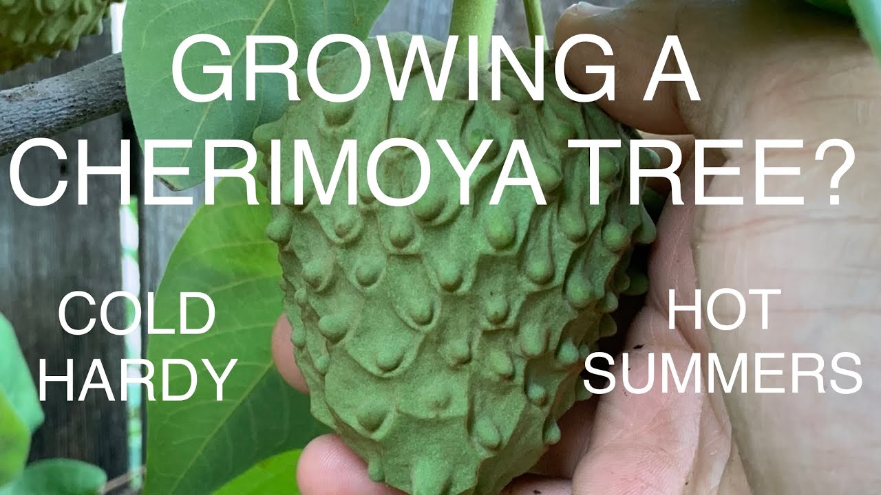 CHERIMOYA TREE - Way More Tolerant to COLD ( 25f) and HEAT ( 112f) than ...
