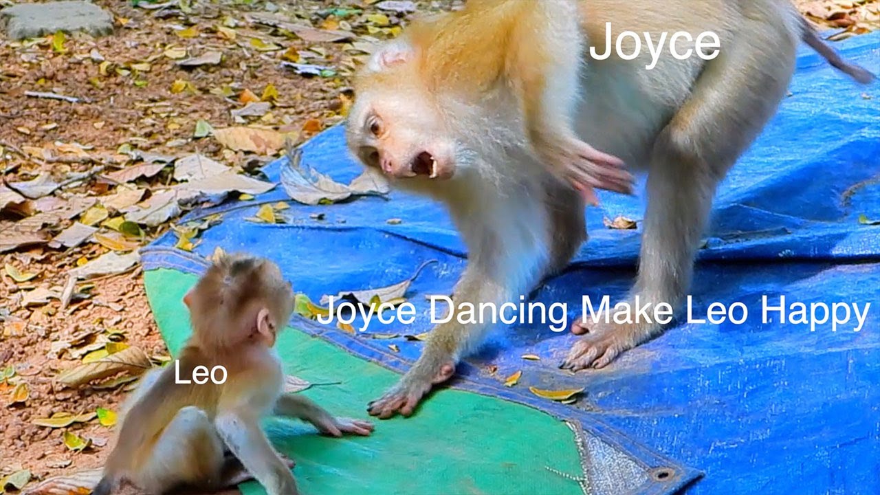 Good Job! Joyce Dancing Show Leo Make Happy Leo Very Lovely Monkey Love ...