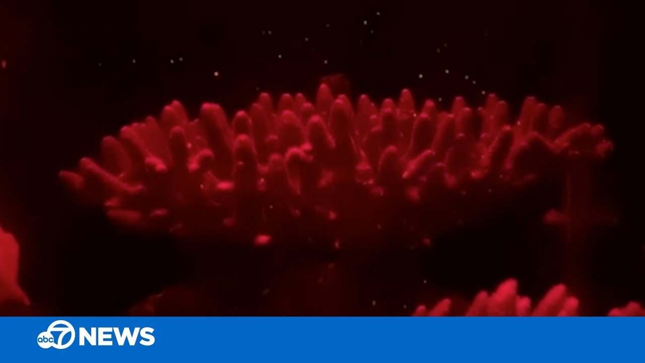 Rare coral spawning in San Francisco lab could be key in reviving reefs ...