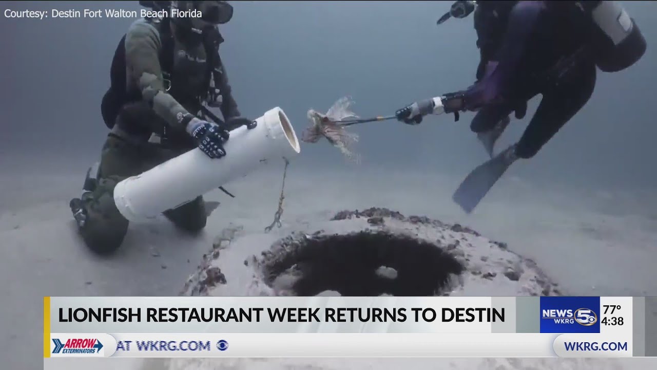Destin Lionfish Restaurant Week is back after pandemic delays - YouTube