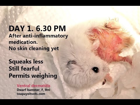 DAY 1. VENTRAL DERMATITIS. 6.30 am. A dwarf hamster squeaks, squeals ...