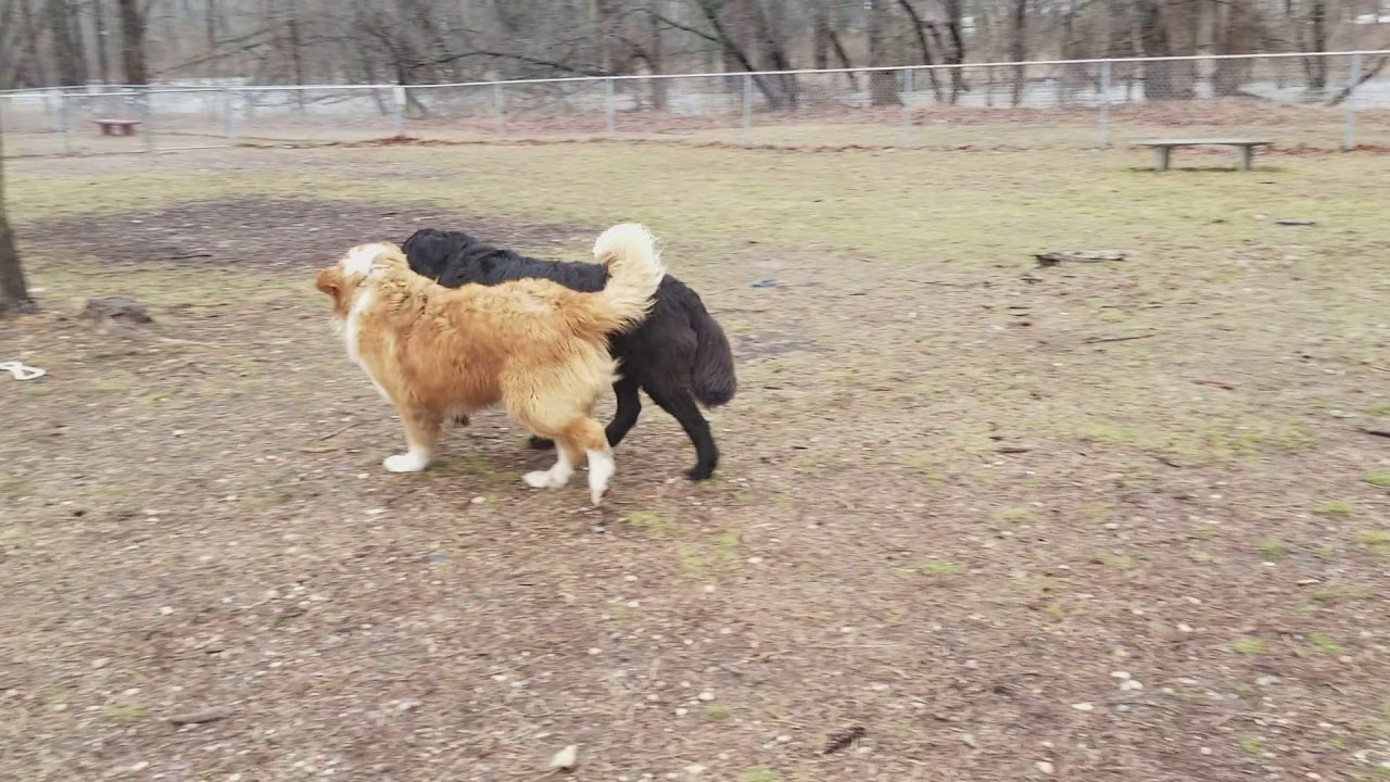 Hastings dog parks companions Telly Anna - YouTube