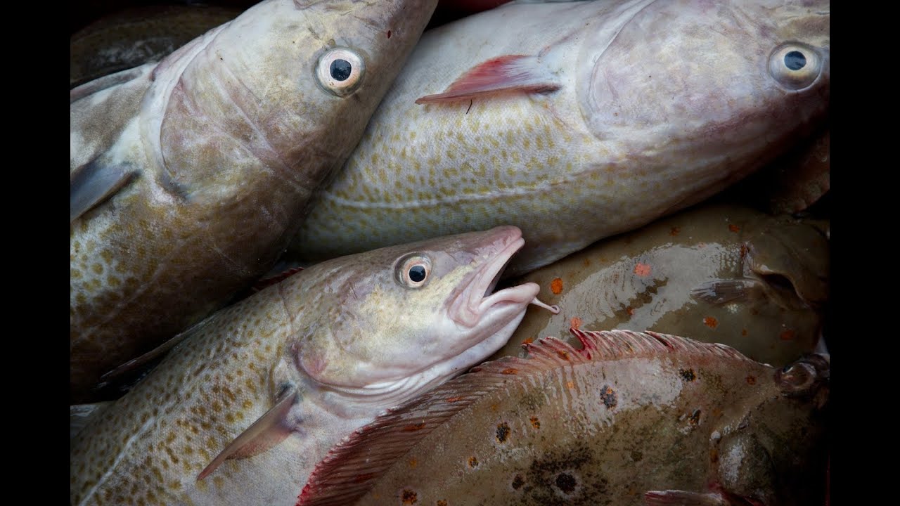 NN114 Halcyon 6 inch 152mm gill nets for sole, cod & bass, Graham ...