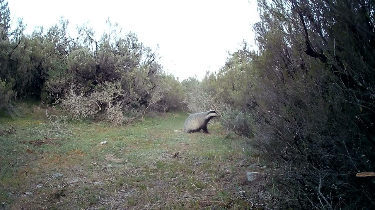 Let’s see how badgers use their sense of smell to find food in the wild ...