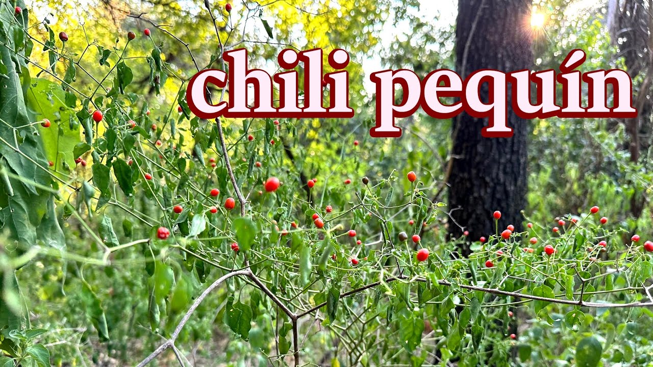 Chili pequín - a most ancient spice! - YouTube