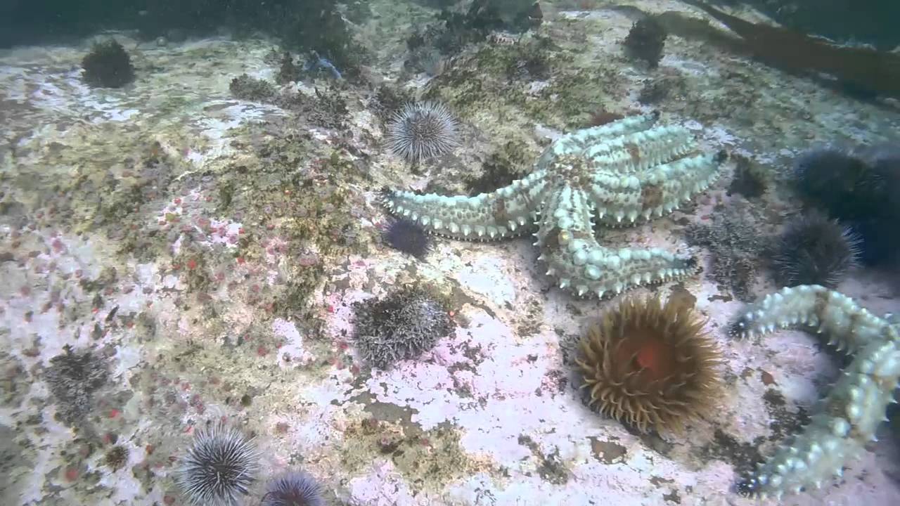 Hermanus, Under the sea... Biodiversity - YouTube