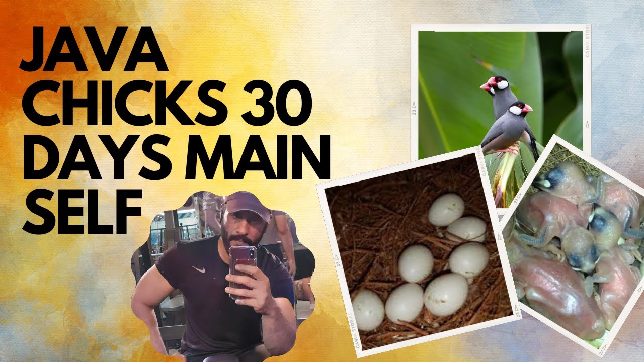 Java Chicks Care #javasparrow #fawnjava #whitejava #javafinch - YouTube