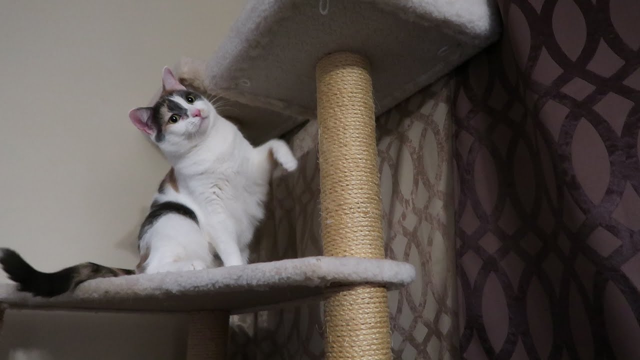 Cat plays in her tree - YouTube