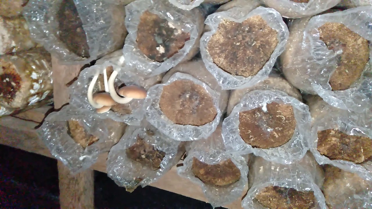 velvet pioppini mushroom medicinal - YouTube