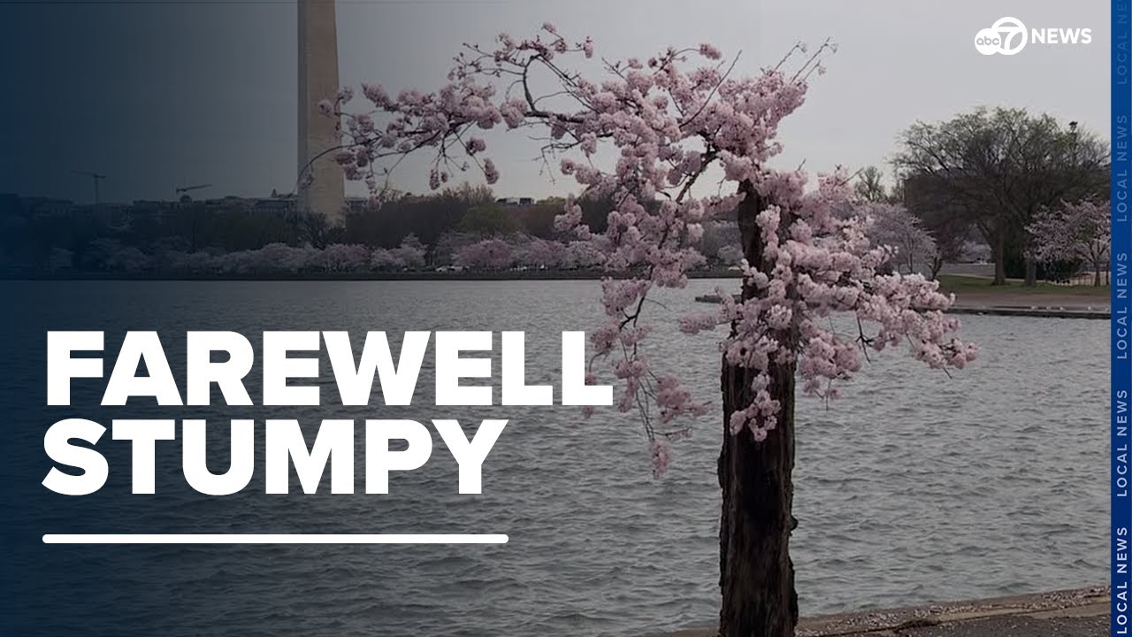'Stumpy' fans say goodbye to beloved cherry tree set to be removed in late May - YouTube