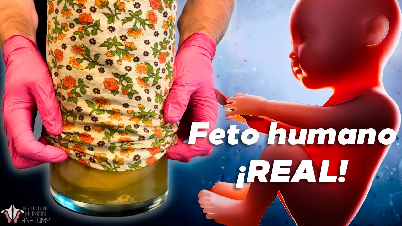Anatomía Del Feto