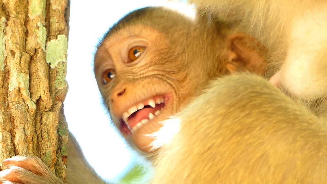 Crying terrible ! Baby Rex crying seizures loudly by mom block milk ...