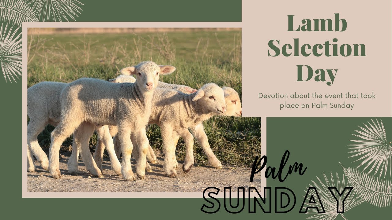 Palm Sunday - Lamb Selection Day - Passover - YouTube