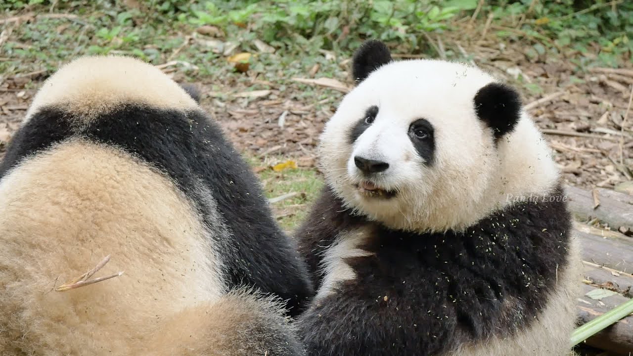 HeHua and HeYe fishing time. Usual belly table cleaning by HeYe🤗 - YouTube