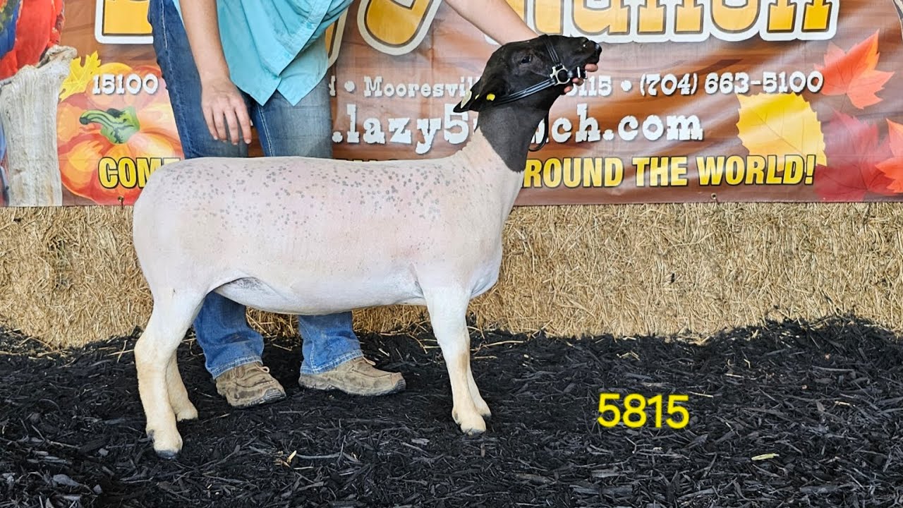 Lazy 5 Ranch 5815 - YouTube