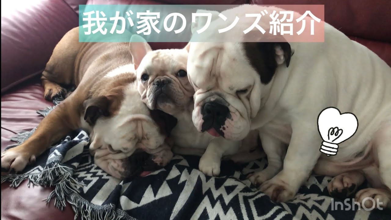 我が家のブルズ紹介します【ブルドッグ マルクスbulldog MARX 拡張型心筋症dilated cardiomyopathy】 - YouTube