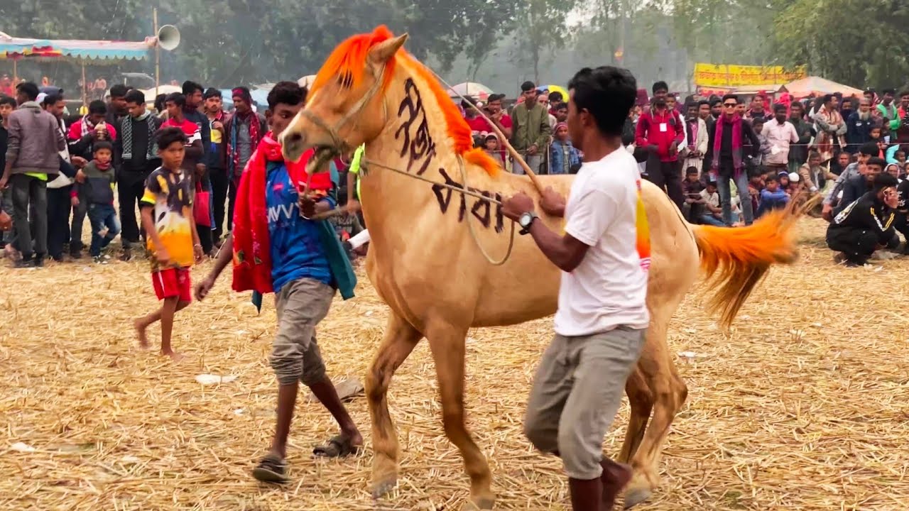 Musa Baba showed the charisma of the horse in front of thousands of ...